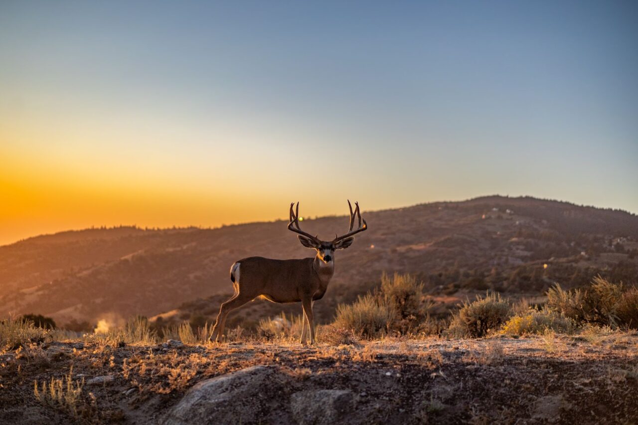 Top Tips for Hunting Mexico Deer Like a Pro | MX Hunting