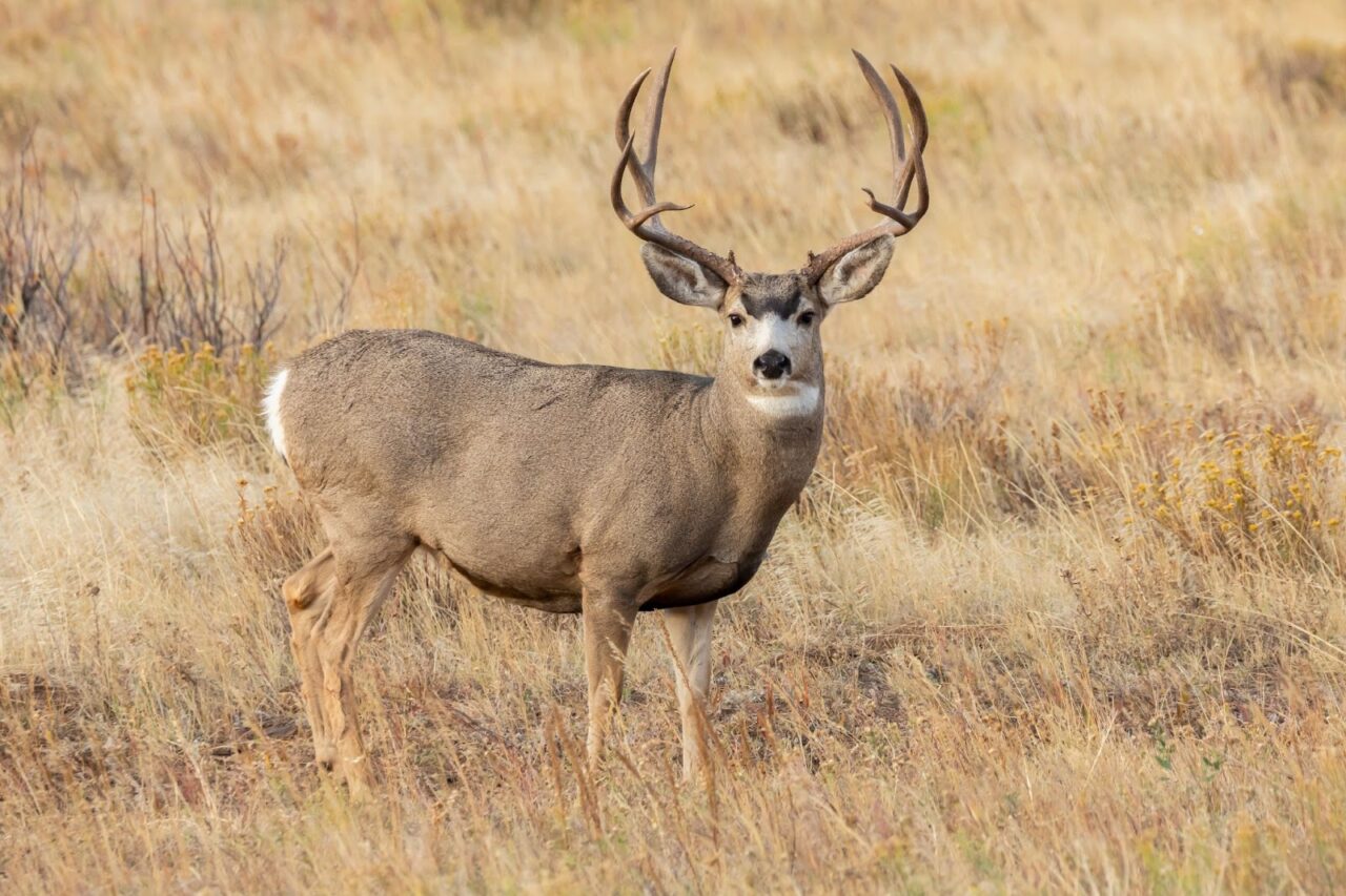 Top Tips for Hunting Mexico Deer Like a Pro | MX Hunting