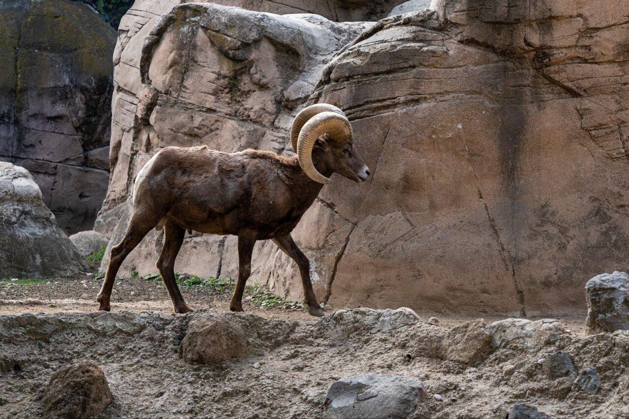 What to Expect on a Mexico Desert Sheep Hunt