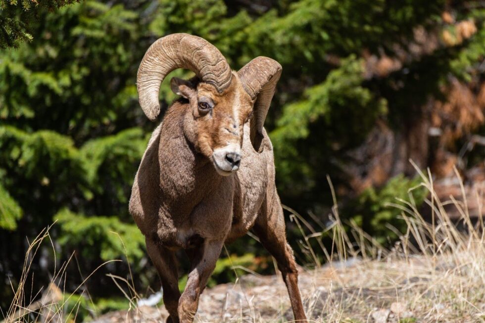 The Grand Slam of North American Sheep | MX Hunting