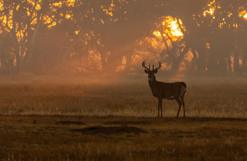Coues Deer vs. Mule Deer: Key Differences | MX Hunting