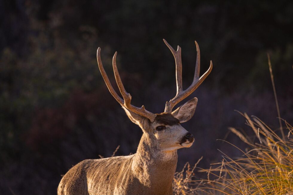Coues Deer vs. Mule Deer: Key Differences | MX Hunting